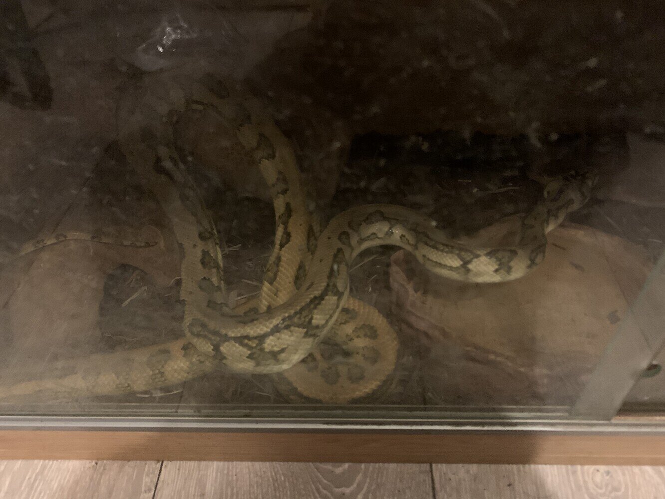 Help needed to identify pythons - Carpet Pythons - MorphMarket Reptile ...