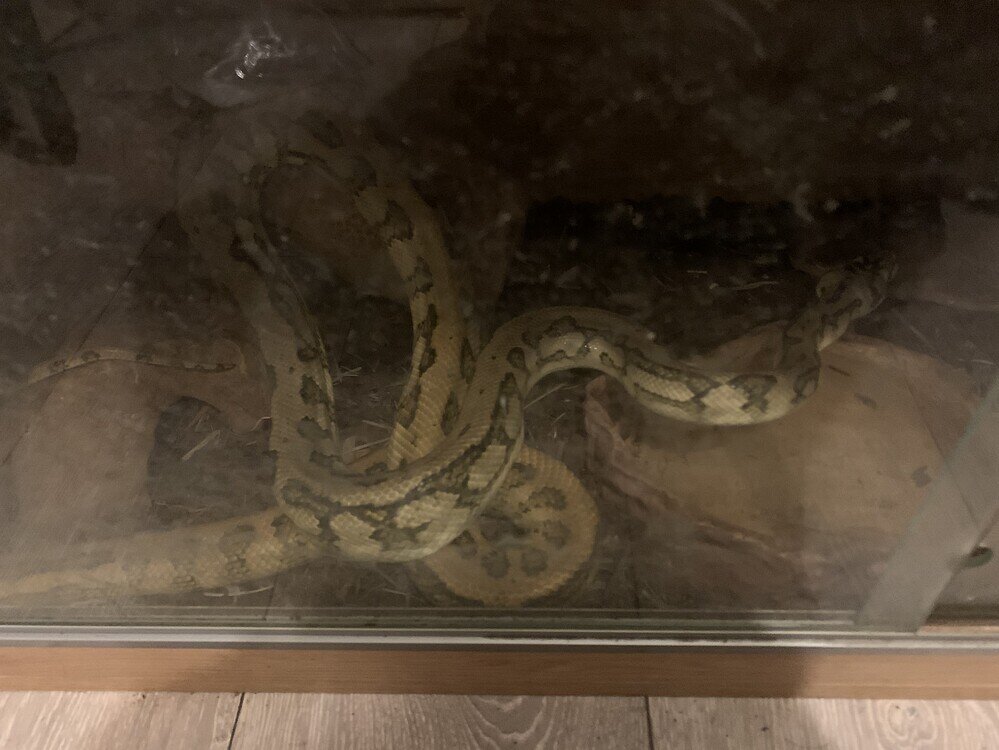 Help needed to identify pythons - Carpet Pythons - MorphMarket Reptile ...