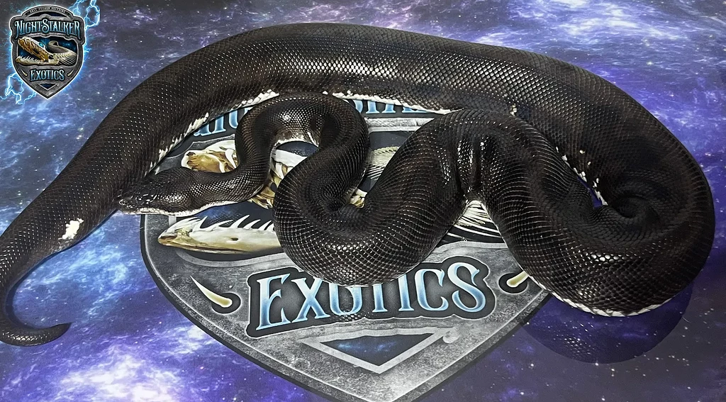 Blacked out axanthic? - Ball Pythons - MorphMarket Reptile Community