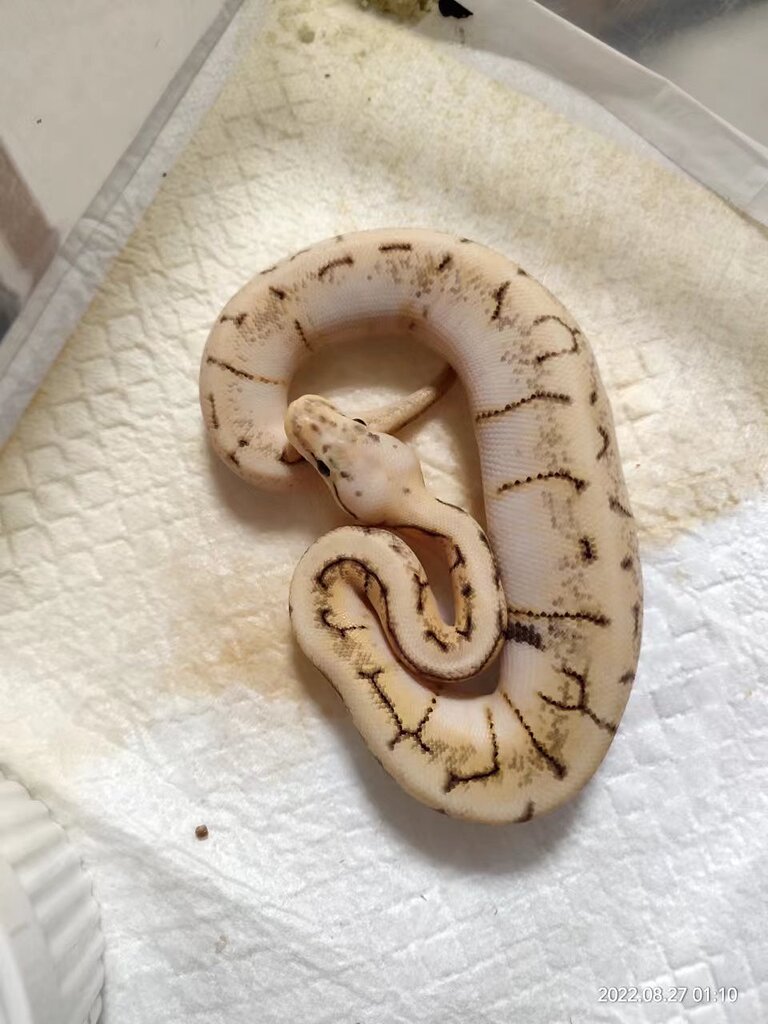 Help in identifying this ball python。 - Ball Pythons - MorphMarket ...