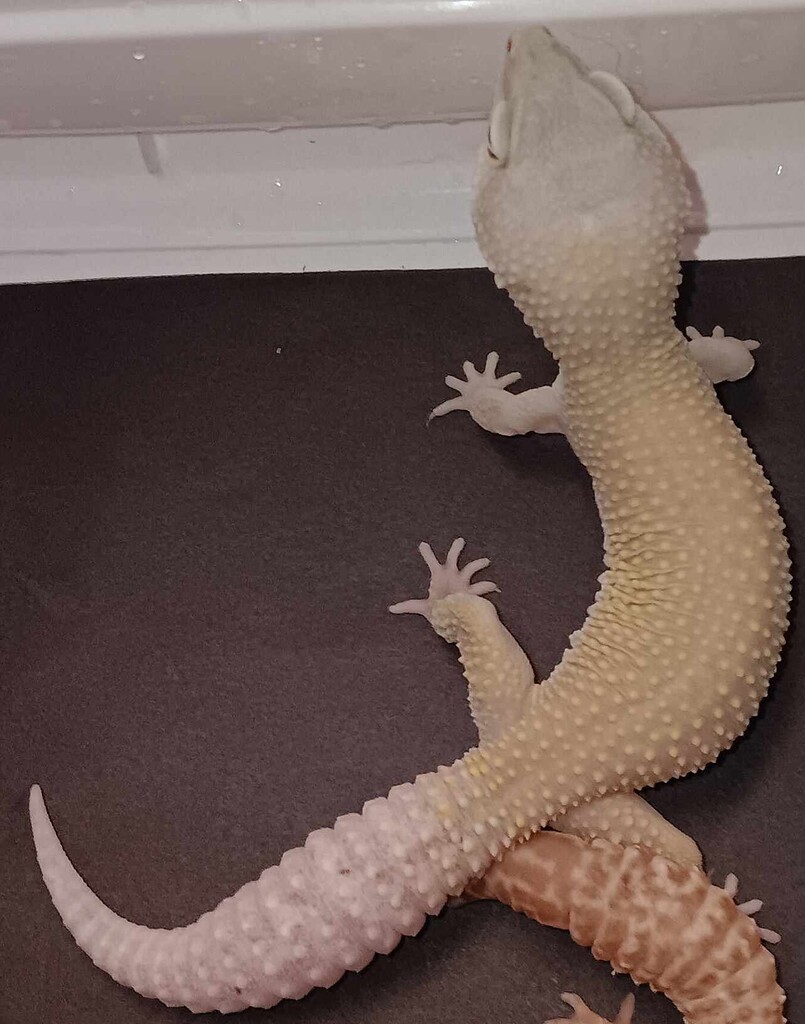 Help identifying my 3 leopards - Leopard Geckos - MorphMarket Reptile ...