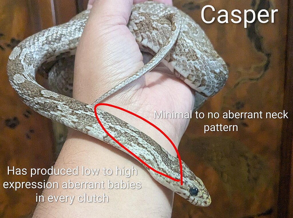 Aztec/Zipper/Aberrant/Zigzag Corn snake Discussion - Colubrids ...