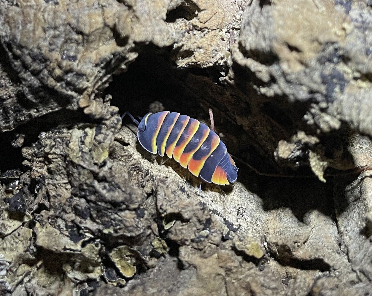 Merulanella ‘Ember Bee’ 😊 - Isopods - MorphMarket Reptile Community