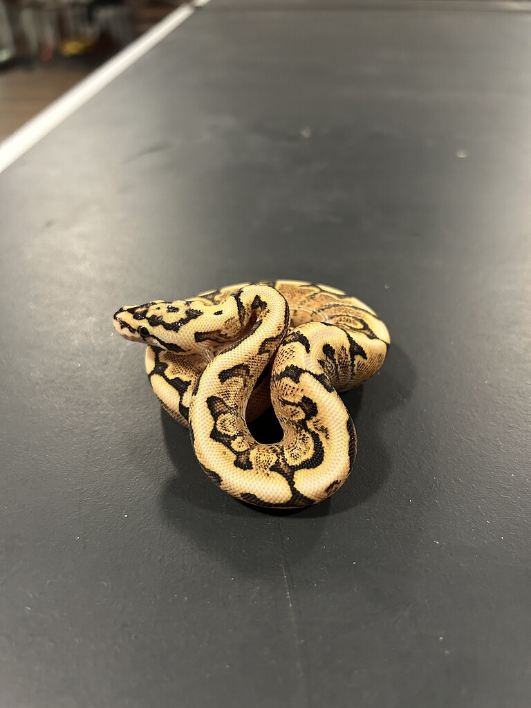 Yet another morph ID! - Ball Pythons - MorphMarket Reptile Community