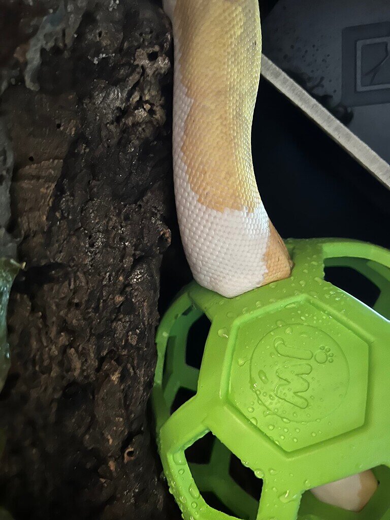 At what point are holes too small? - Ball Pythons - MorphMarket Reptile ...