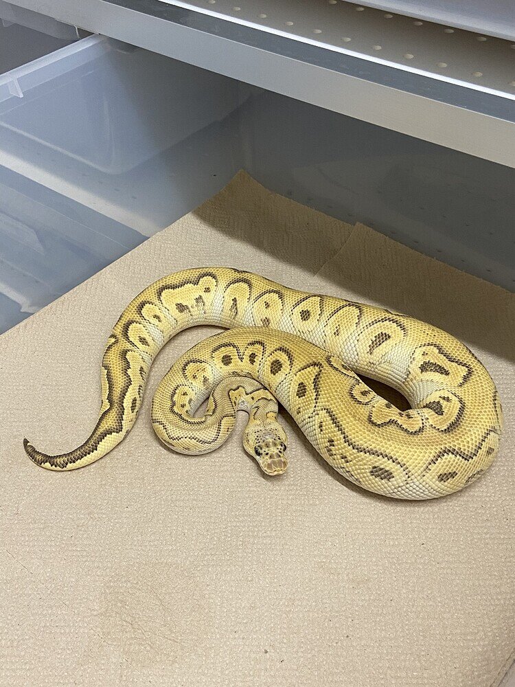 Show Off Your Ball Pythons - Volume 2 - Ball Pythons - MorphMarket ...