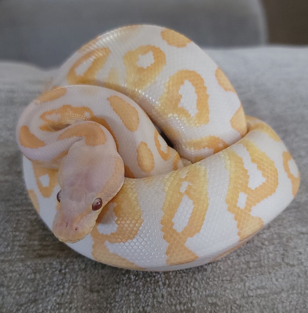 Help ID my 2 Ball Pythons please - Ball Pythons - MorphMarket Reptile ...