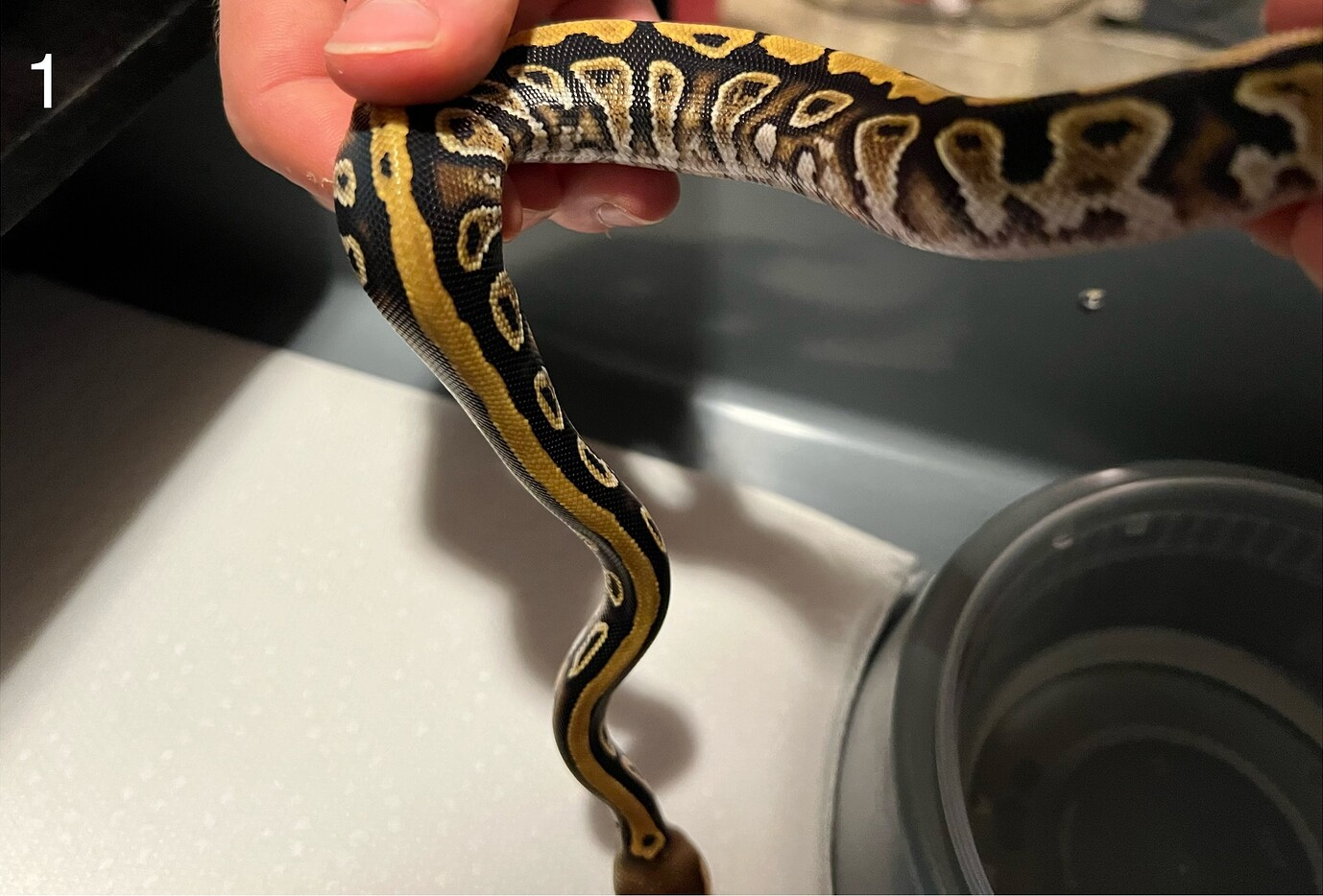 Help with Identifying Cypress Clown x Asphalt het. Clown clutch - Ball ...