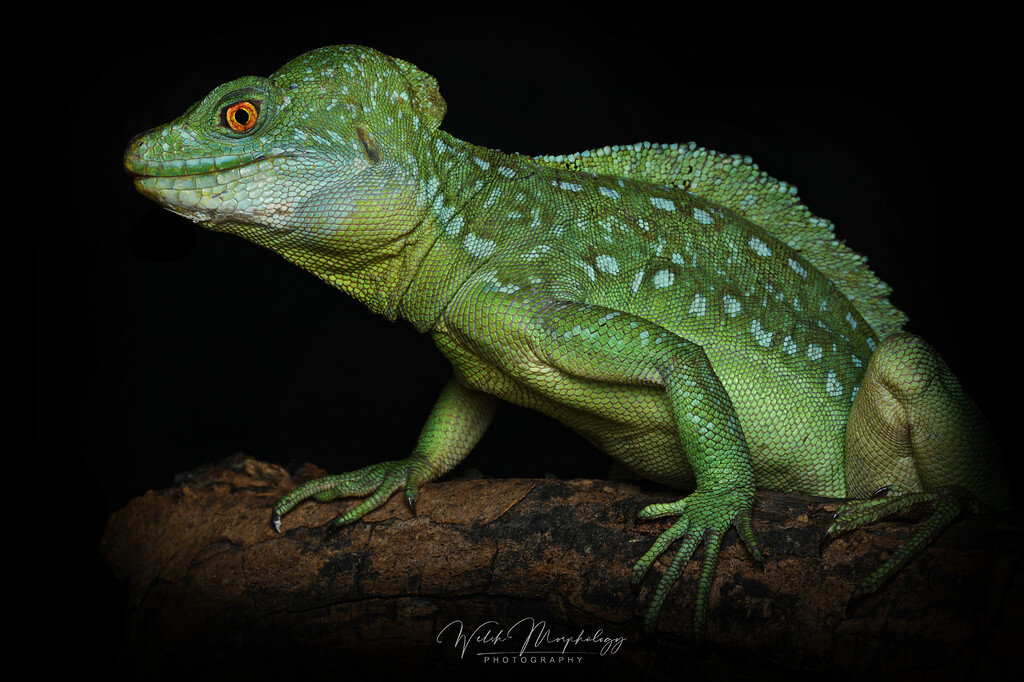 Handsome Dragon - Lizards - MorphMarket Reptile Community
