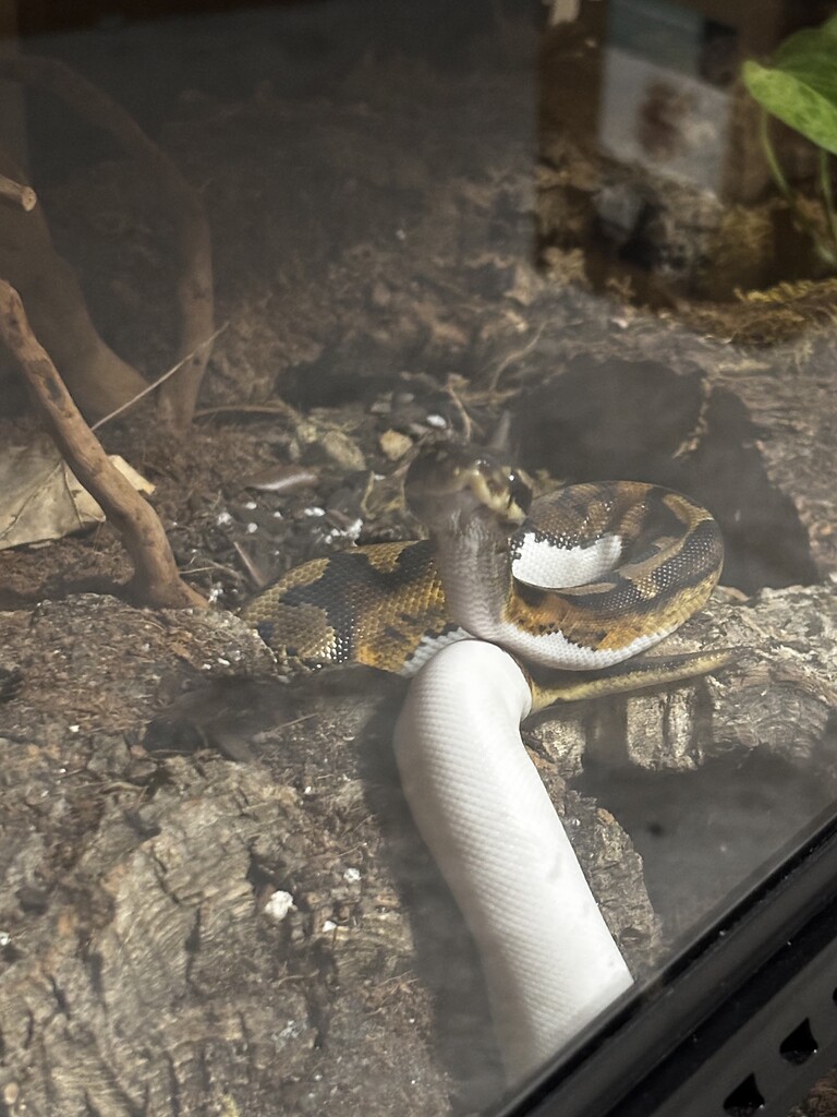 Ball Python Behaviour - Ball Pythons - MorphMarket Reptile Community