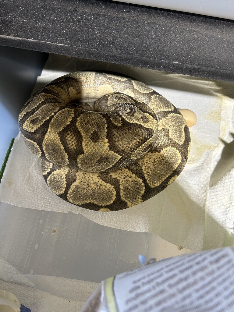 Very surprise eggs! - Ball Pythons - MorphMarket Reptile Community