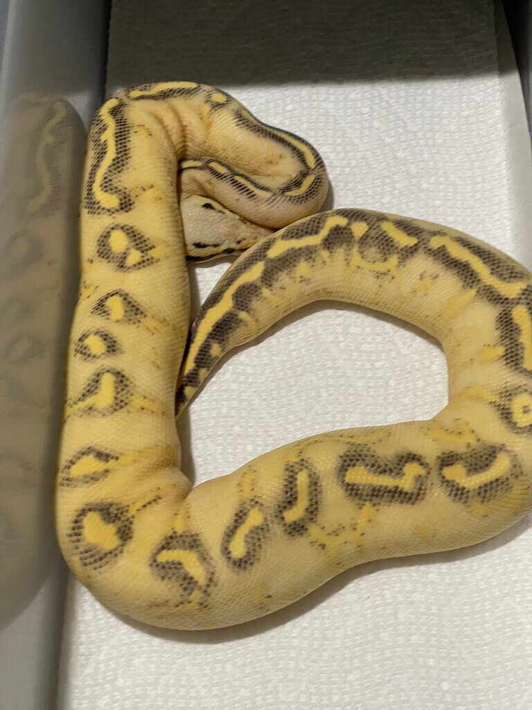 Pastel Super Gravel or Pastel Highway - Ball Pythons - MorphMarket ...
