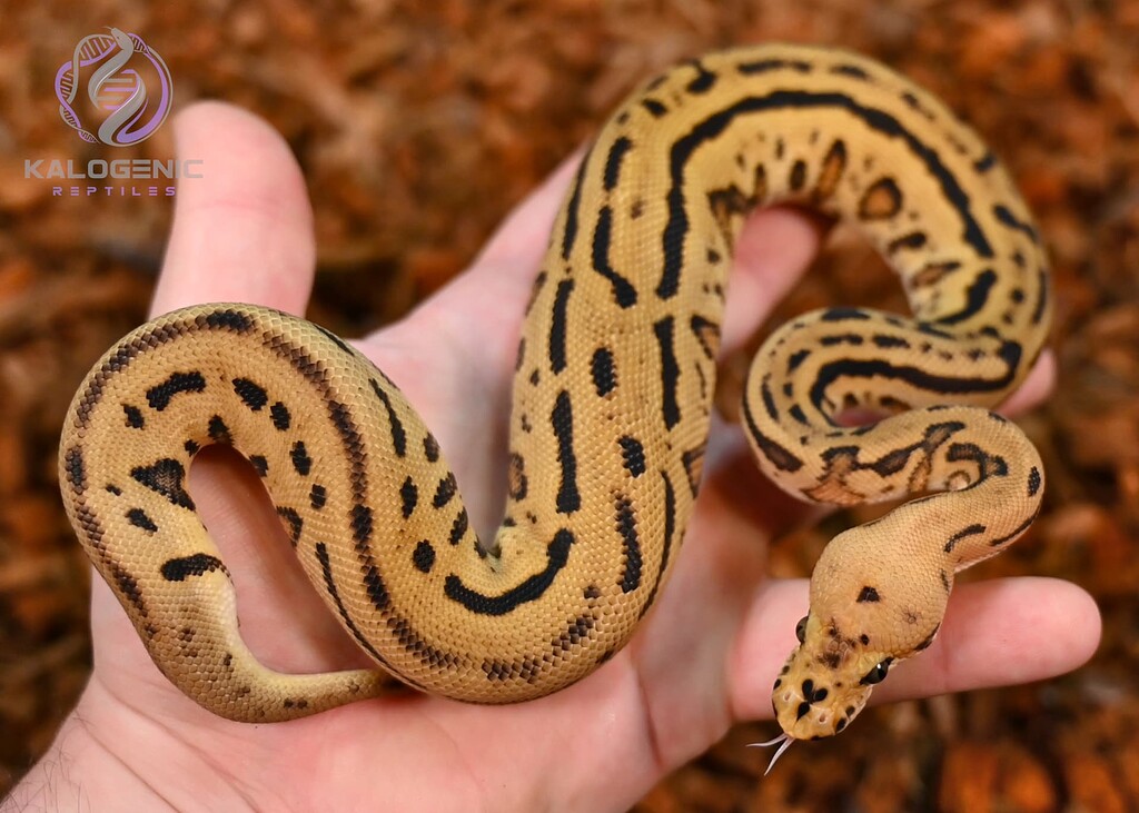 Super cool allelic combo, really striking intense look! 🐆 - Ball ...