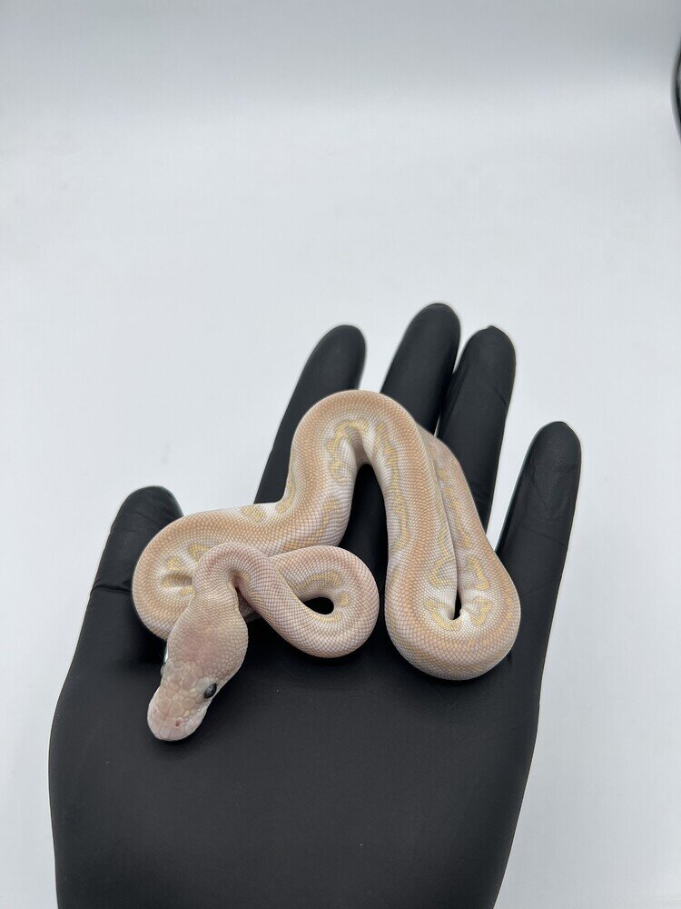 Worlds First ! Black Head Special Phantom Clown - Ball Pythons ...