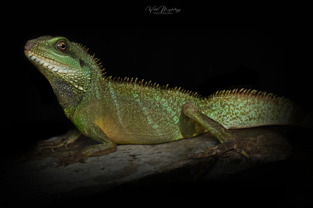 Another MBD success case - Other Lizards - MorphMarket Reptile Community