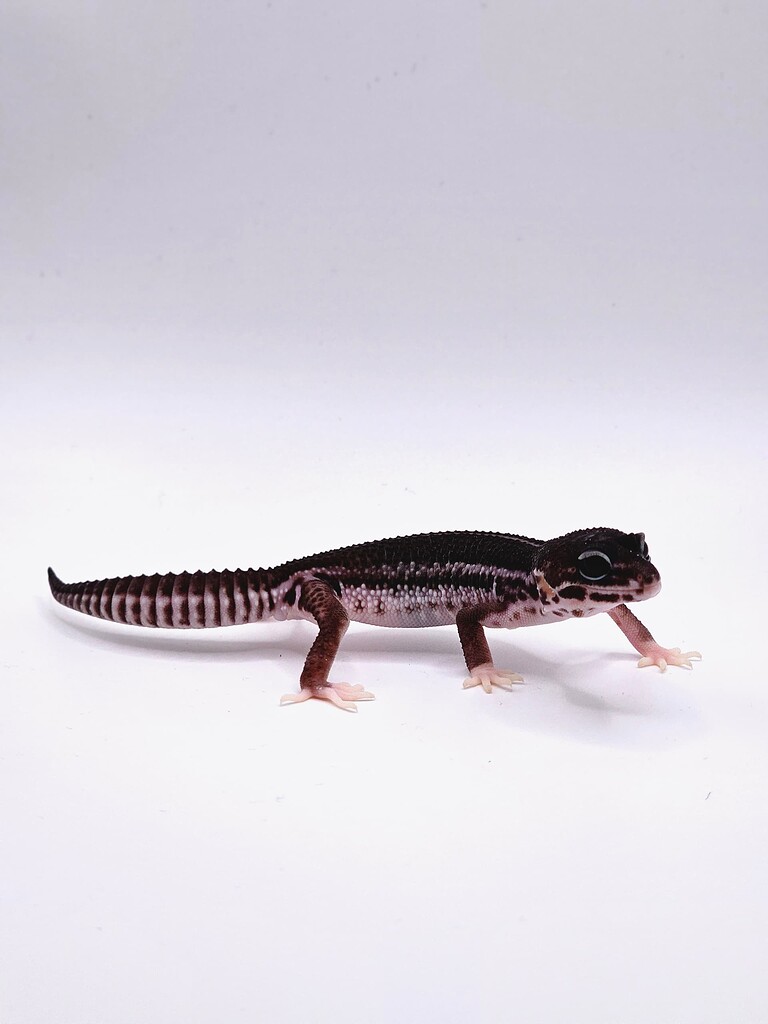 Breeding directions for super snow black night - Leopard Geckos ...