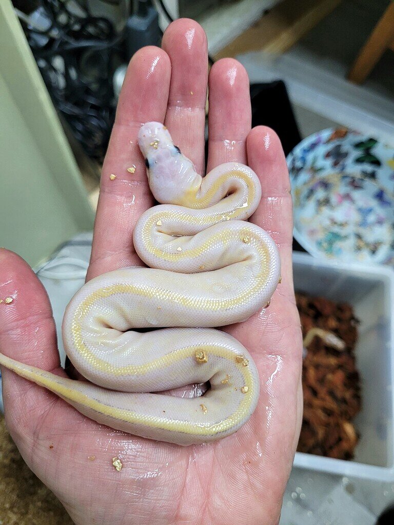 Ivory or Highway? - Ball Pythons - MorphMarket Reptile Community