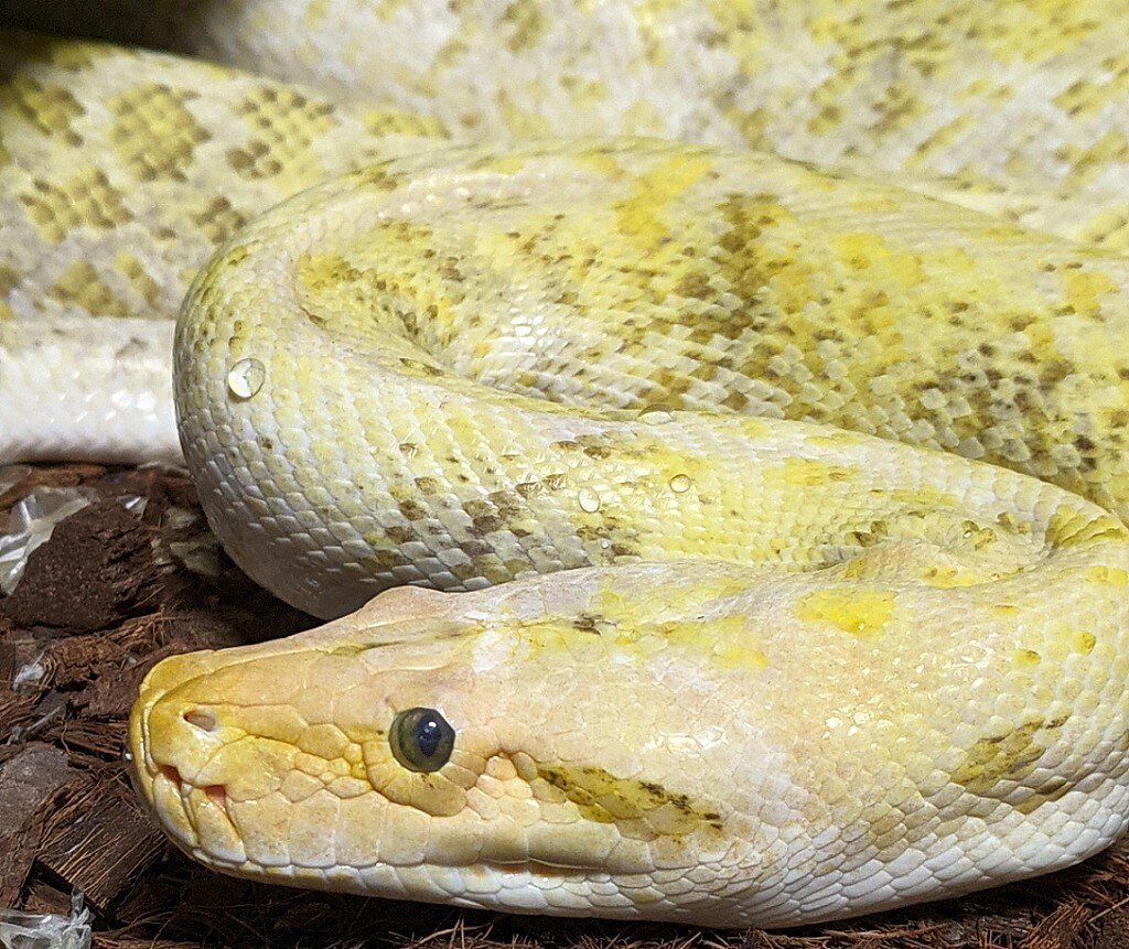 Enigma, Hypo Granite Paradox! - Burmese Pythons - MorphMarket Reptile ...