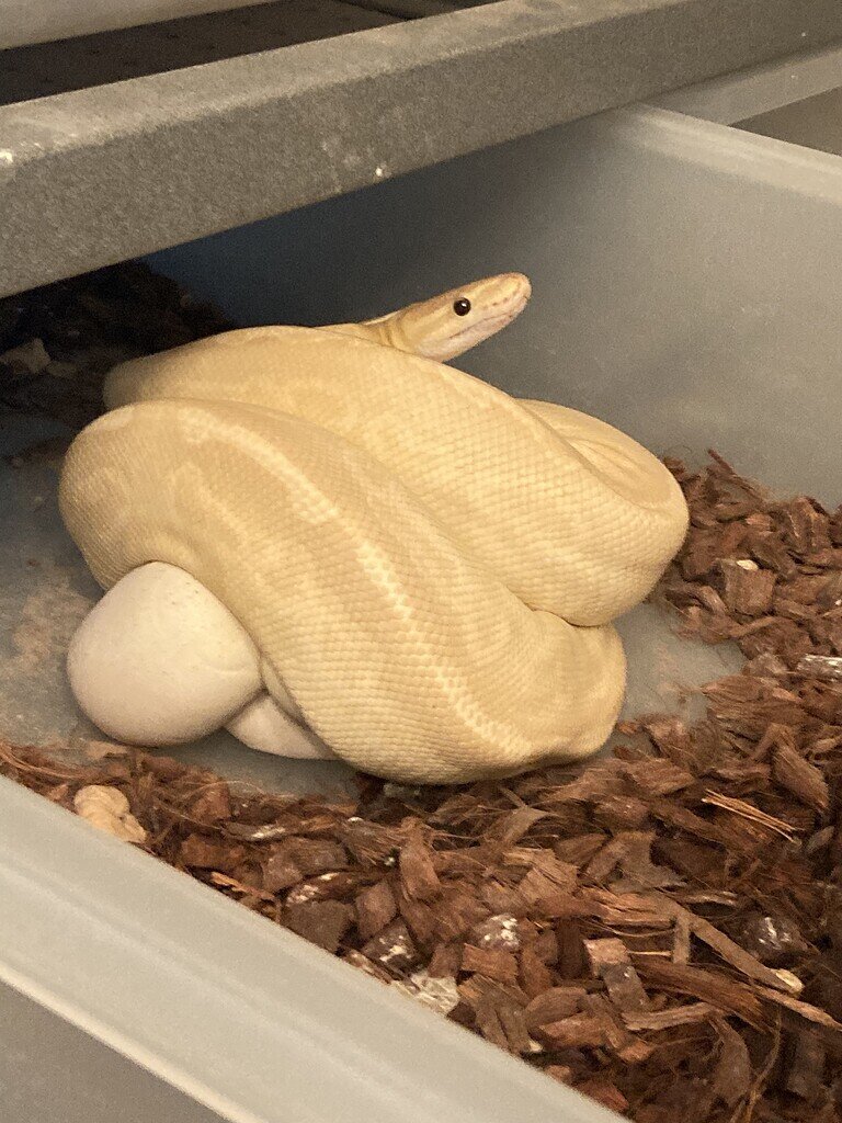 CG lesser sunset on eggs - Ball Pythons - MorphMarket Reptile Community