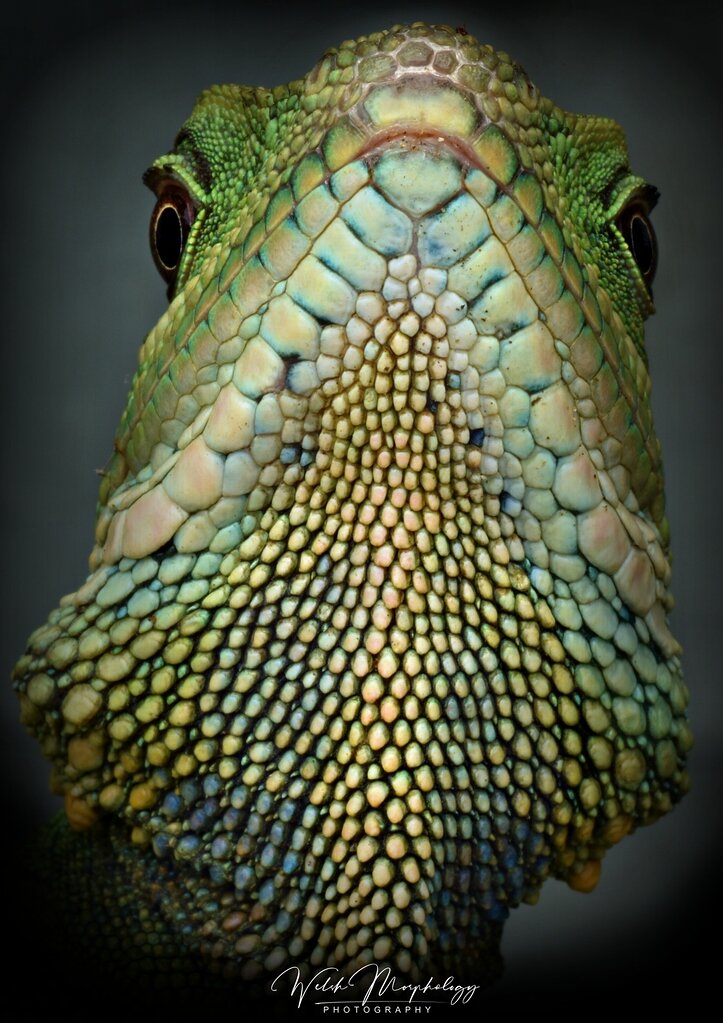 Nice beard there - Other Lizards - MorphMarket Reptile Community