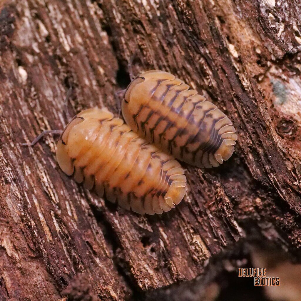 Cubaris sp. Radsada Tiger - Isopods - MorphMarket Reptile Community