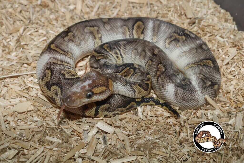 As Requested! Paradox GHI Mojave Clown Update! - Ball Pythons ...