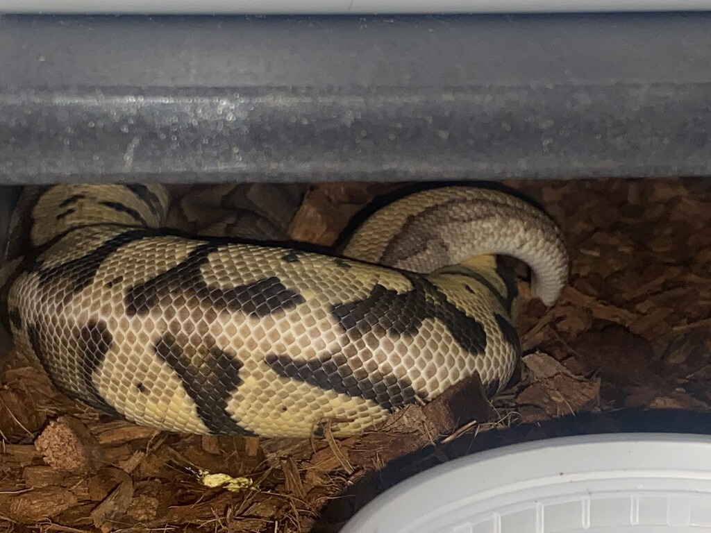 First lock! Meet Ezekiel and Corra - Ball Pythons - MorphMarket Reptile ...