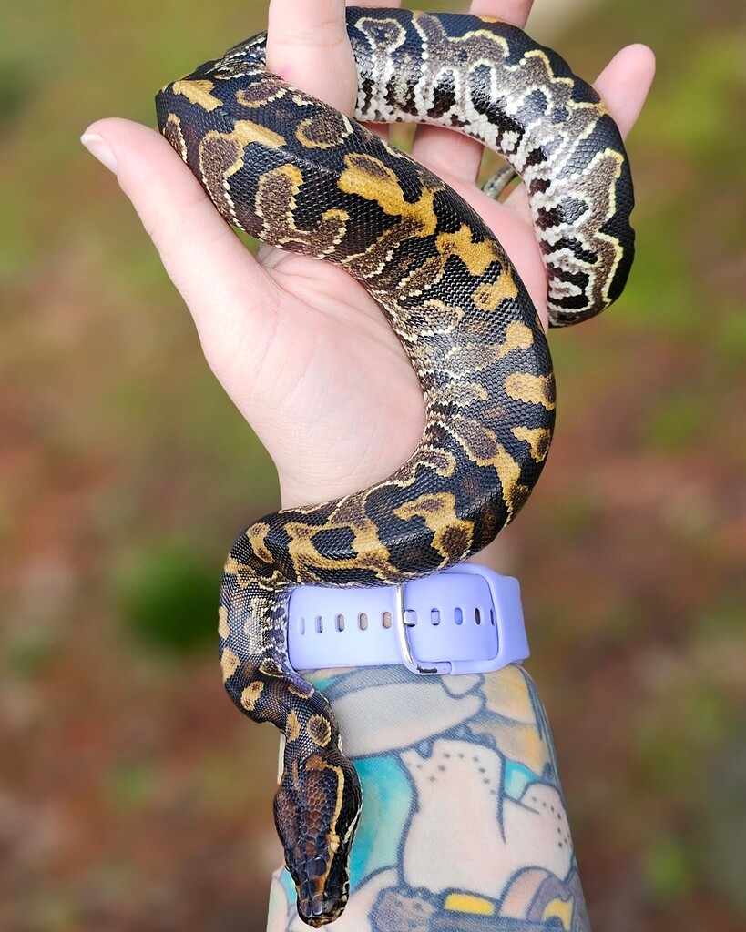 My newest baby, ball X sumatran hybrid - Ball Pythons - MorphMarket ...