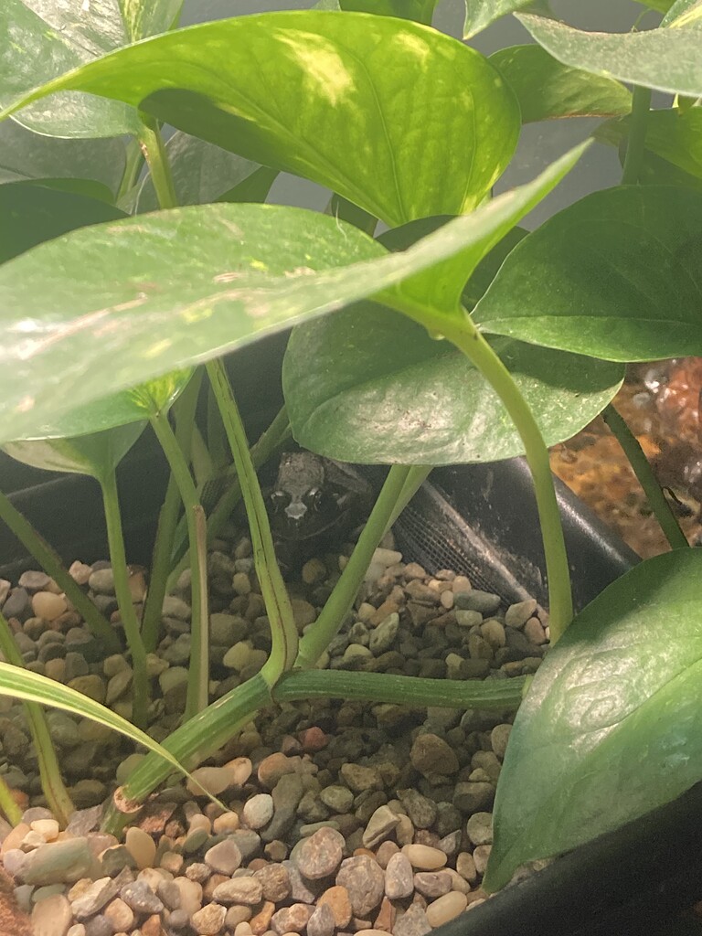 Why did this take so long 😭 - Amphibians - MorphMarket Reptile Community