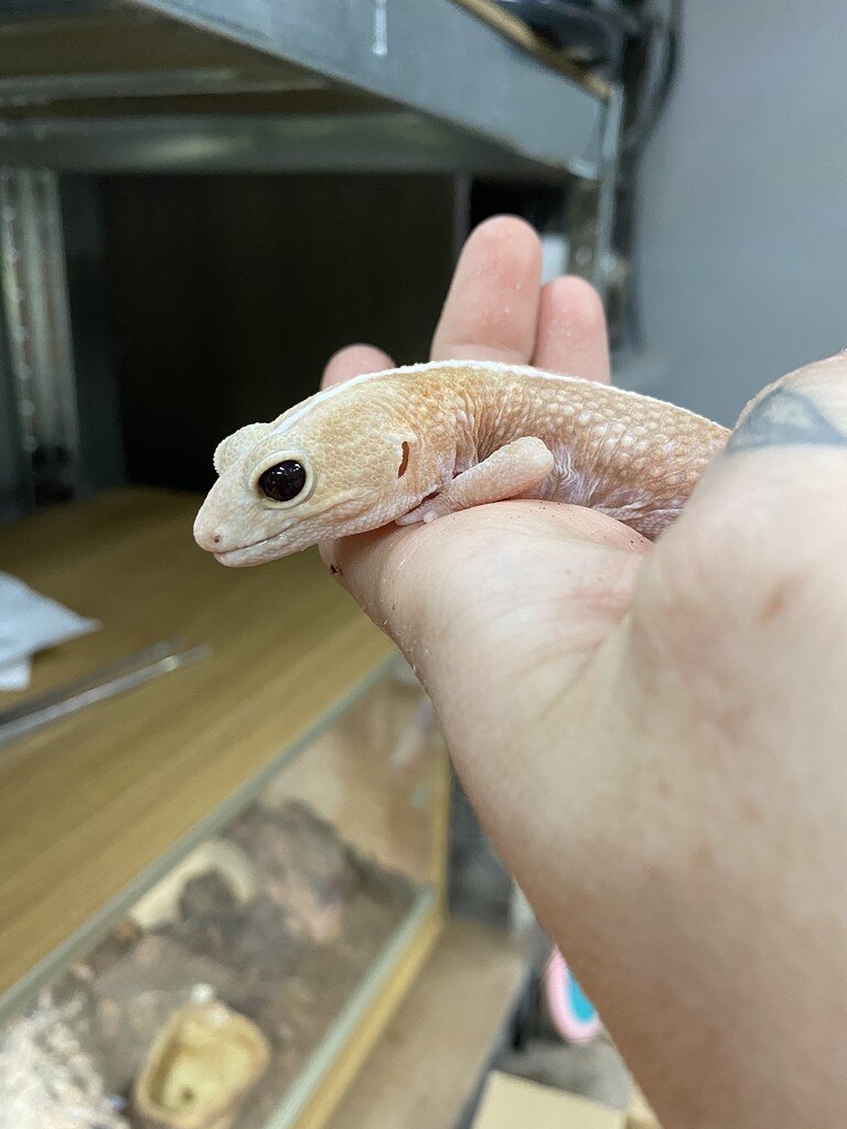 Meet Gigi the Amel striped AFT - Fat-Tailed Geckos - MorphMarket ...