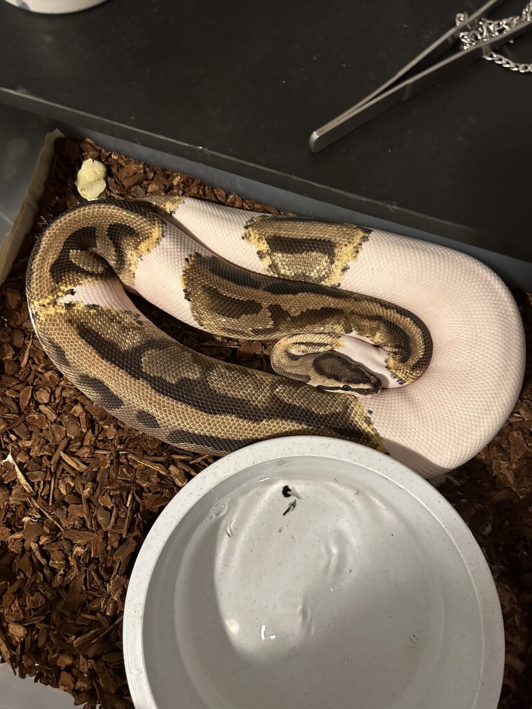 Ovulation? just making sure! - Ball Pythons - MorphMarket Reptile Community