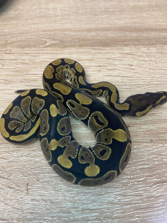 Hurricane gene Identification Help - Ball Pythons - MorphMarket Reptile ...