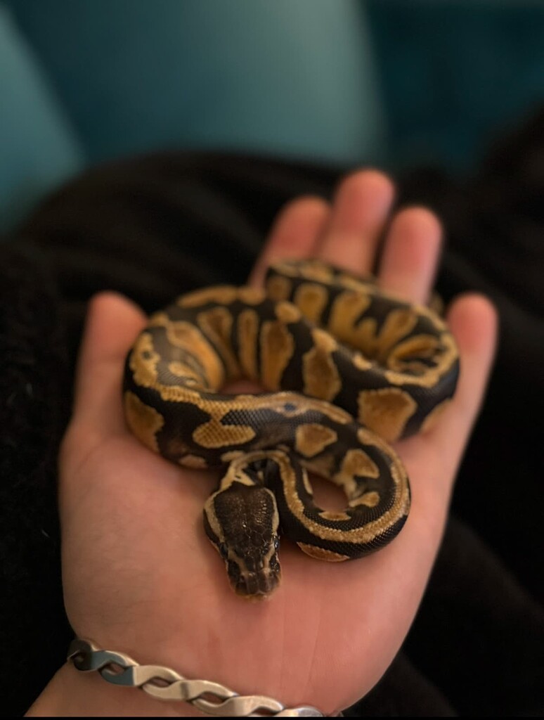 Need some help with a new ball python - Ball Pythons - MorphMarket ...