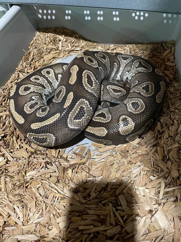 Possibly Egg Bound. Help needed - Ball Pythons - MorphMarket Reptile ...
