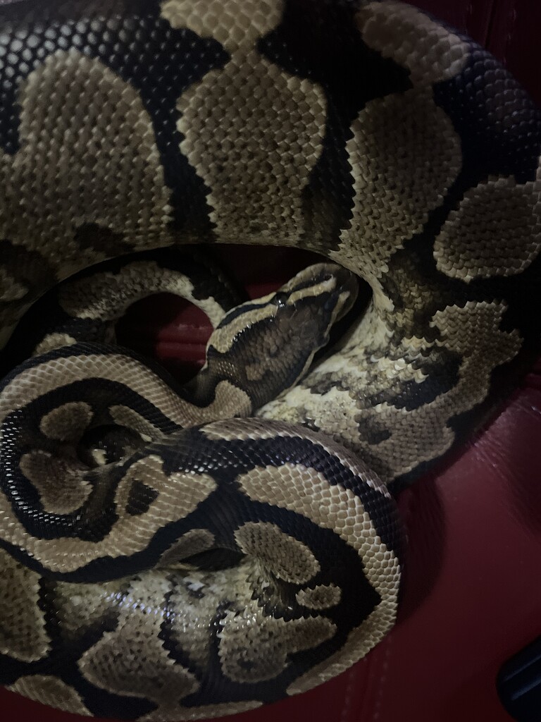 Please help me identify my newest rescue - Ball Pythons - MorphMarket ...