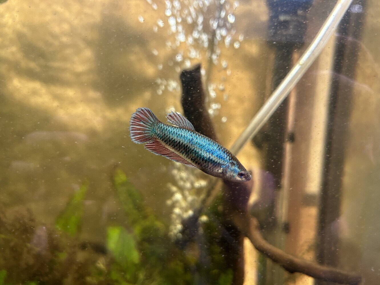 Show off your fish! - Fish - MorphMarket Reptile Community