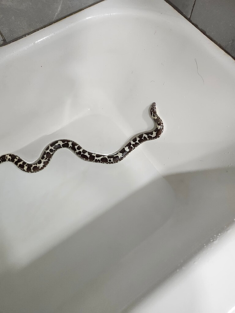 Can anyone help me confirm her morph to the best of their abilities ...