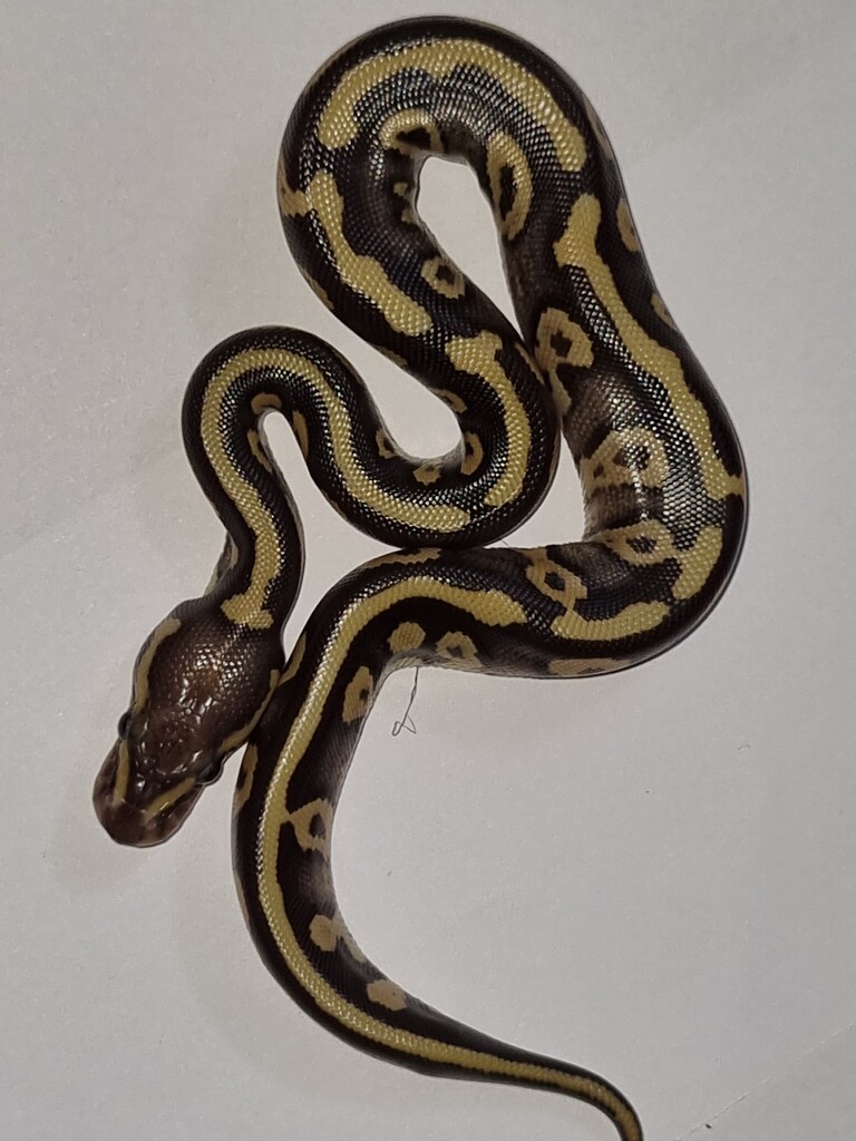 Please help me - Ball Pythons - MorphMarket Reptile Community