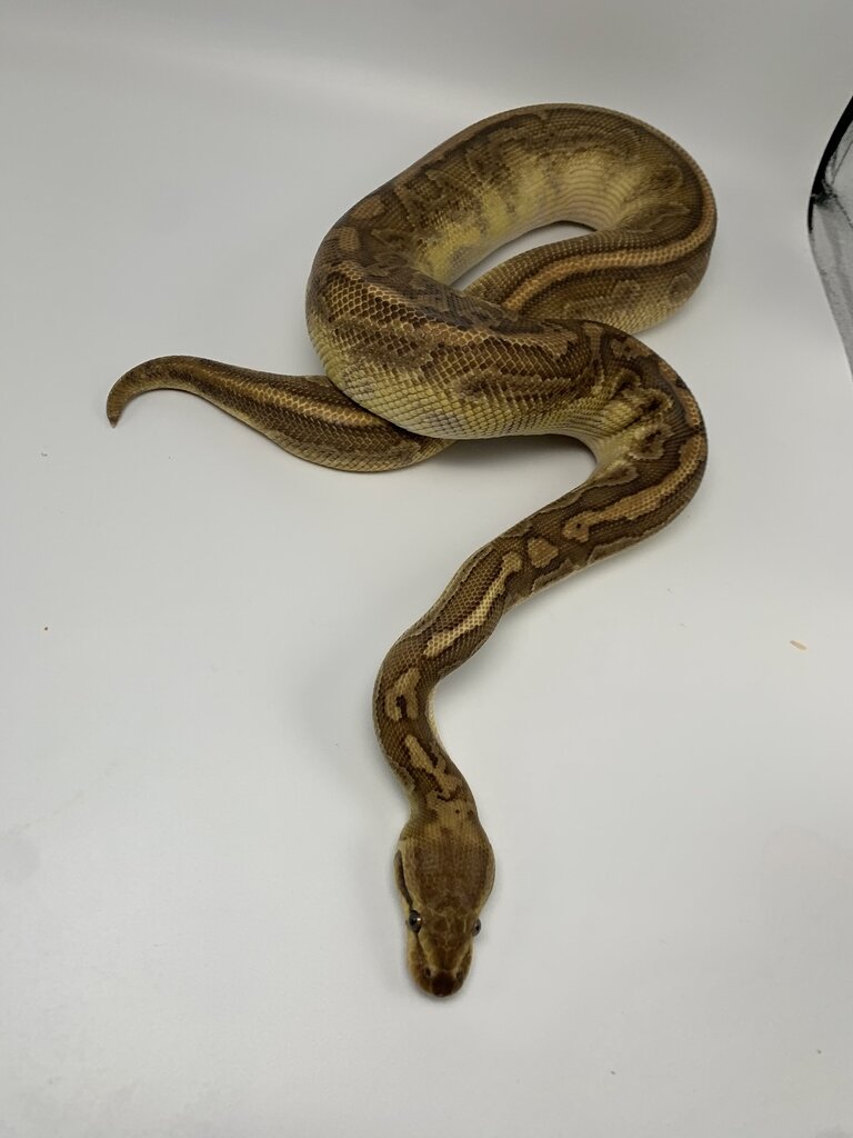 Could someone help me ID this girl - Ball Pythons - MorphMarket Reptile ...