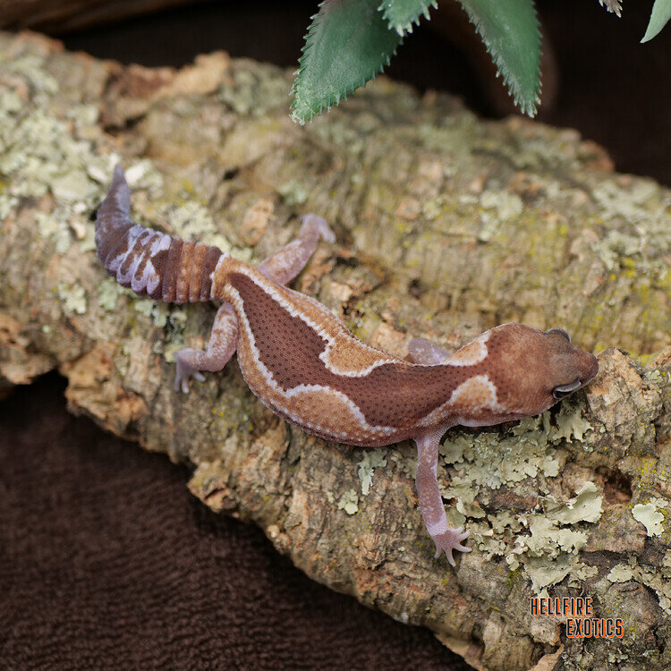 Nice Zulu het Oreo Caramel - Fat-Tailed Geckos - MorphMarket Reptile ...