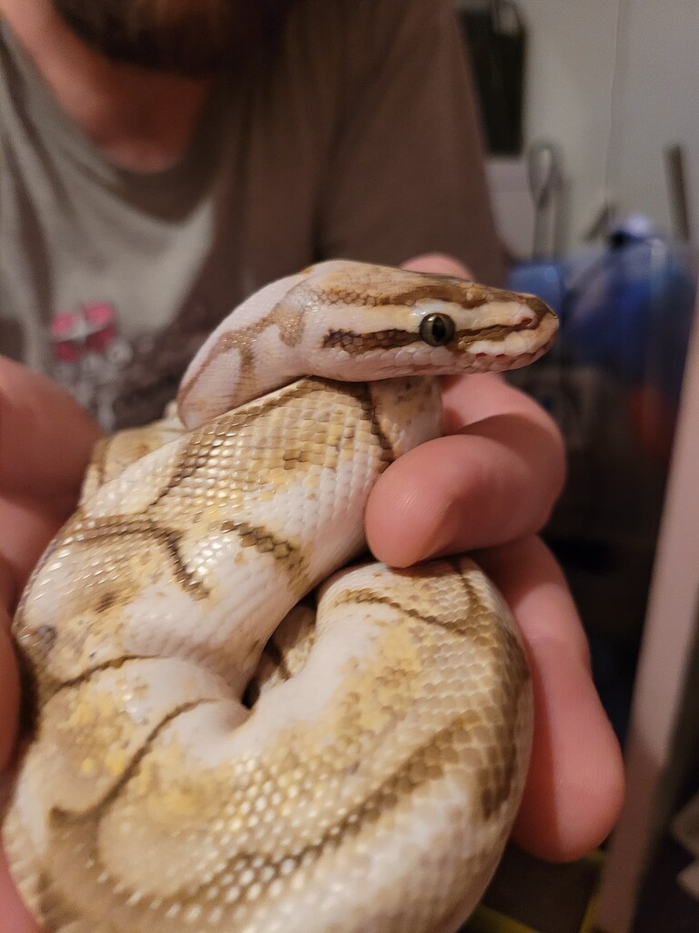 Help with morph ID (Lesser Bee?) - Ball Pythons - MorphMarket Reptile ...