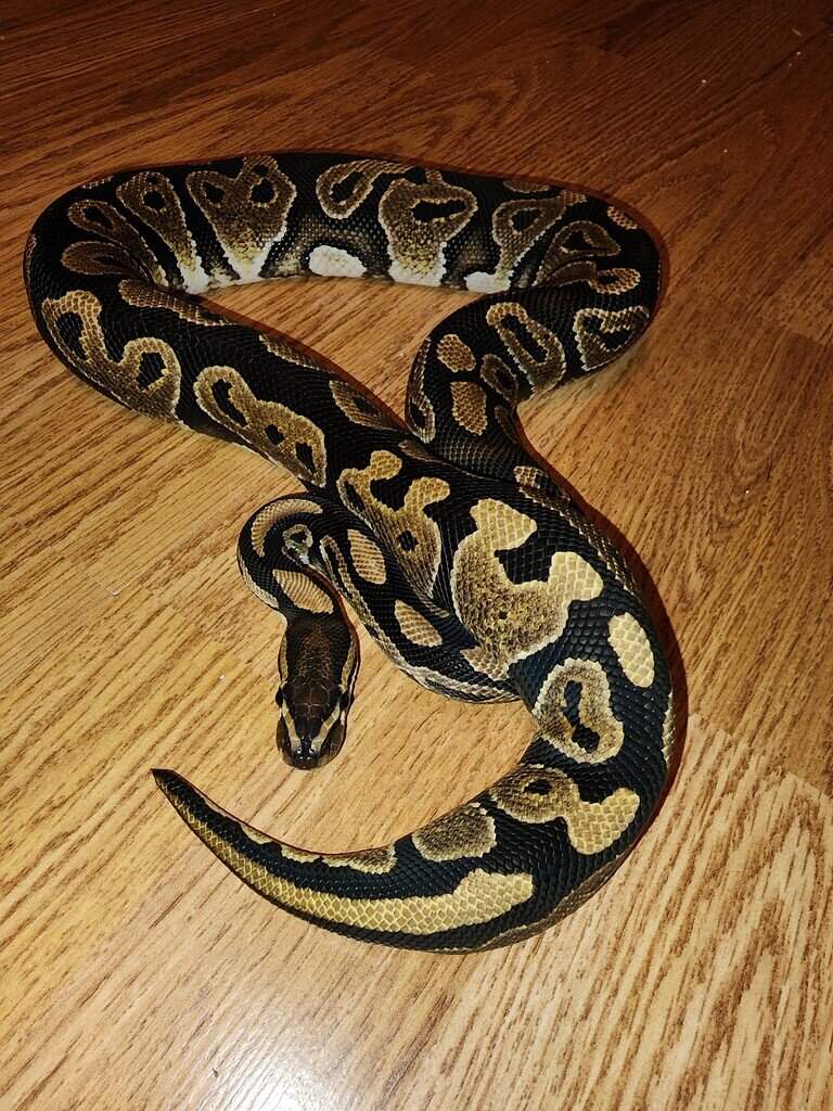 My little Pinhead baby - Ball Pythons - MorphMarket Reptile Community