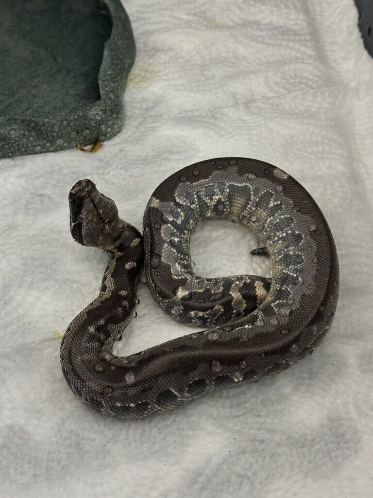 Is it stargazing? - All Reptiles - MorphMarket Reptile Community