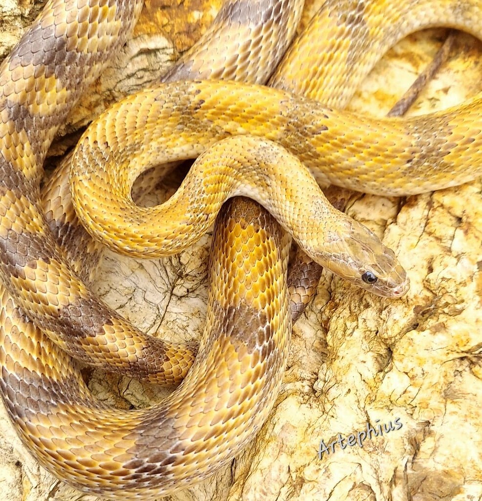 RIP Artephius, my much-loved friend - Corn Snakes - MorphMarket Reptile ...