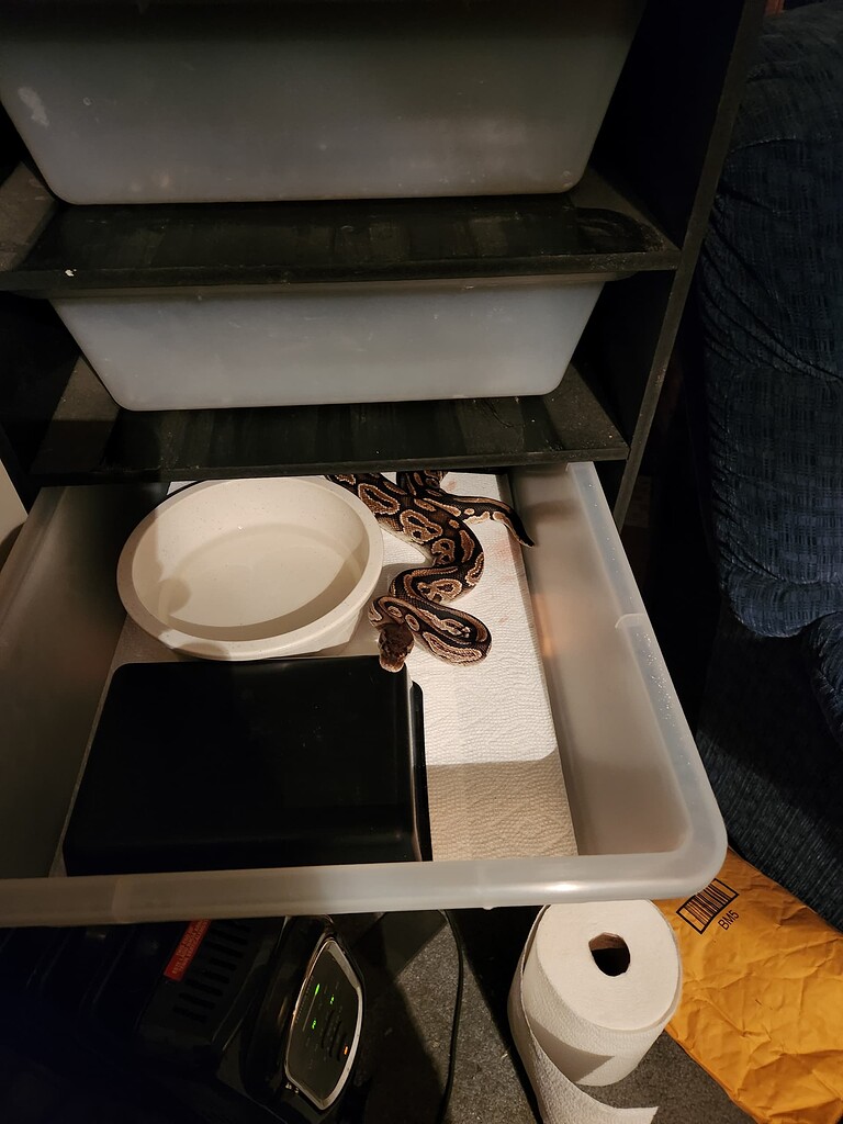 Help Identifying this ball python - All Reptiles - MorphMarket Reptile ...
