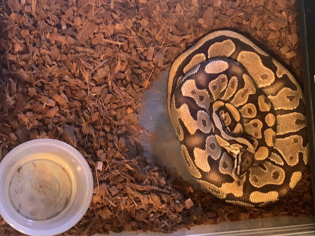 Nesting behavior? - Ball Pythons - MorphMarket Reptile Community