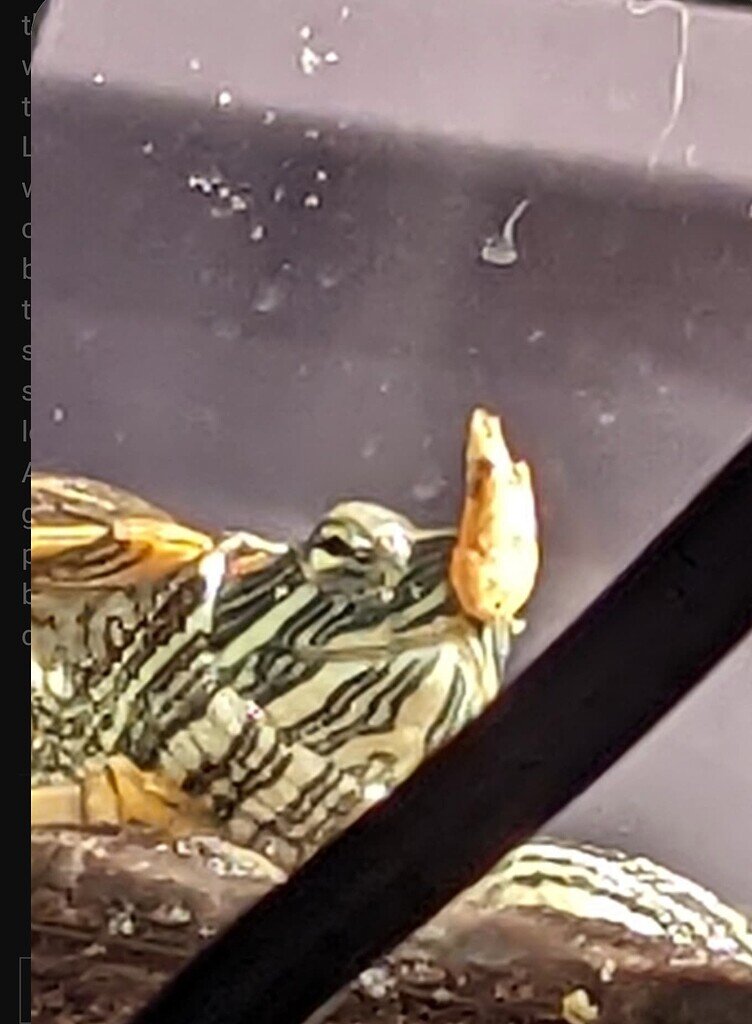 Turtle Unicorn - All Reptiles - MorphMarket Reptile Community