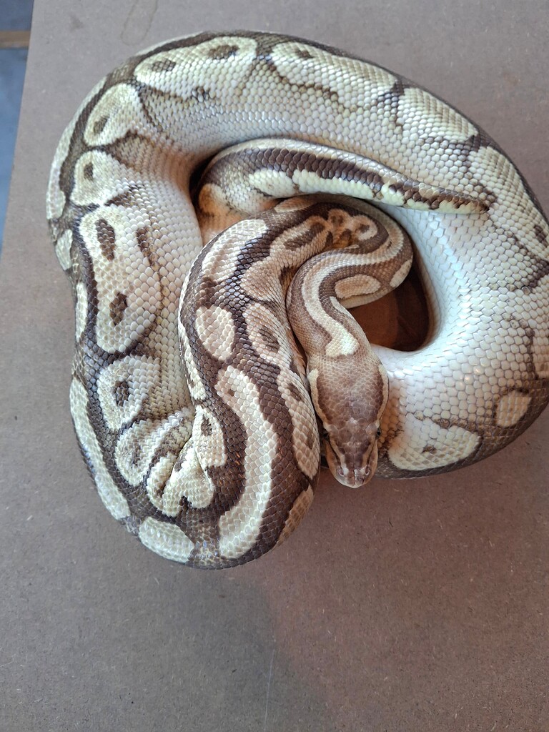 Big Momma Ball Python - Ball Pythons - MorphMarket Reptile Community