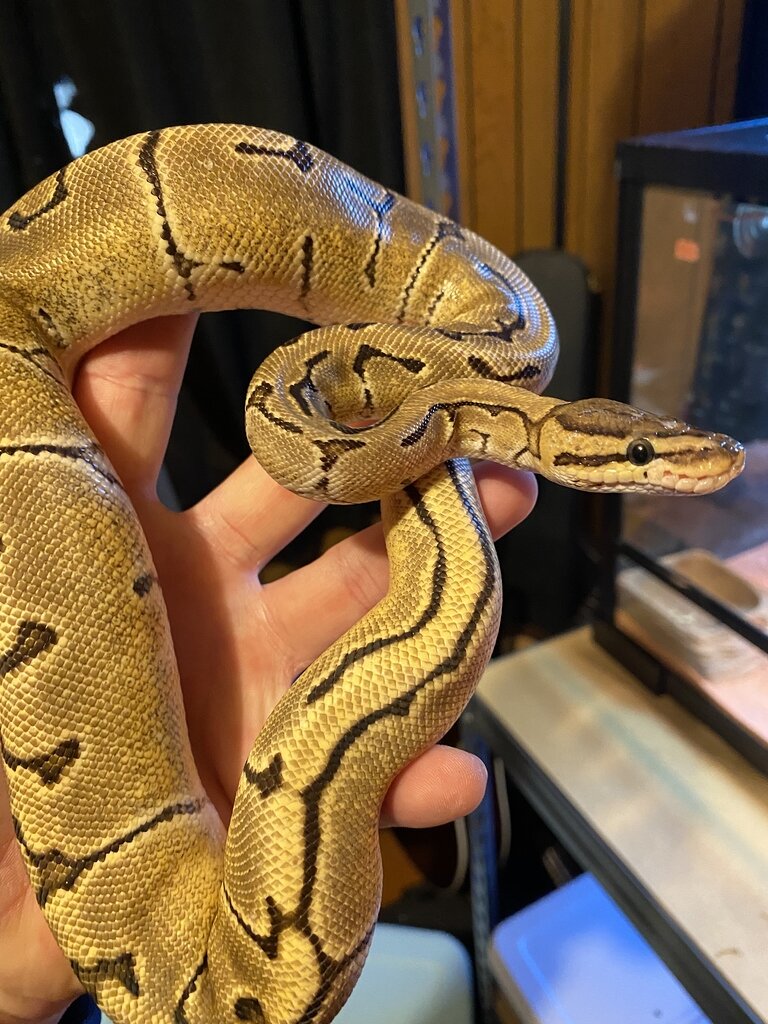 Looking to find the genetics on this girl - Ball Pythons - MorphMarket ...
