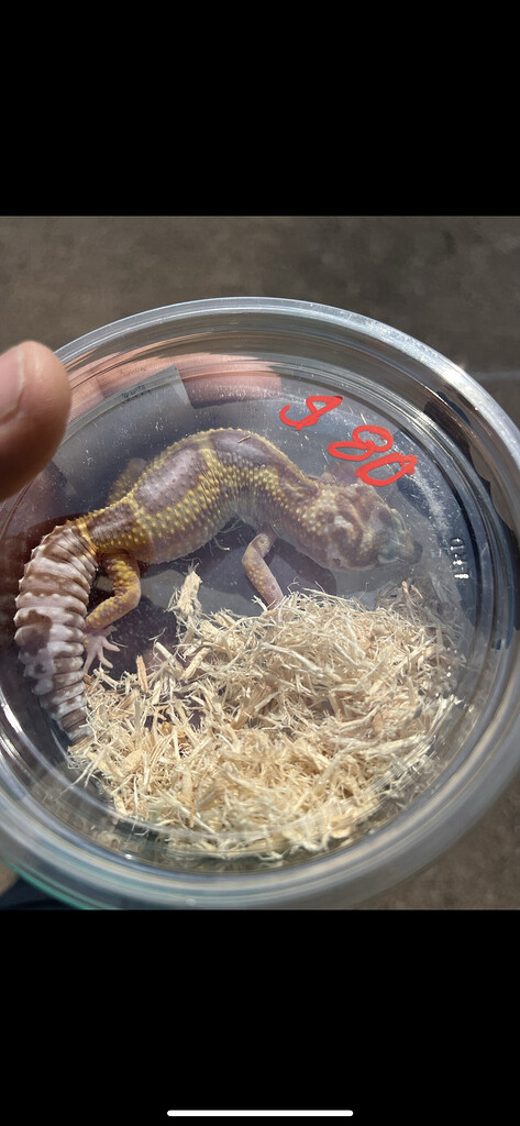 Morph identifying - Leopard Geckos - MorphMarket Reptile Community